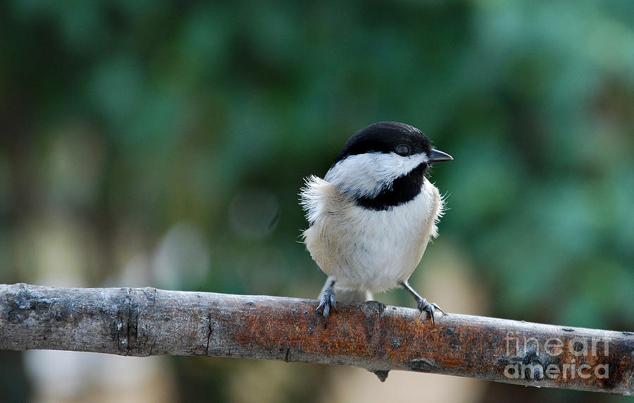 Chicky Photograph by Skip Willits - Fine Art America