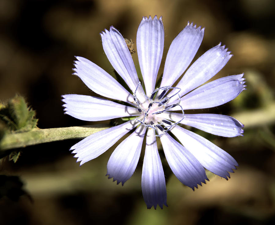 Chicory Photograph by Robert Dingwall - Fine Art America