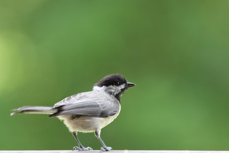 Chikadee Photograph by Arun Dev - Fine Art America