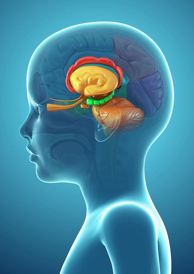 Child's Brain Structures Photograph by Pixologicstudio/science Photo ...