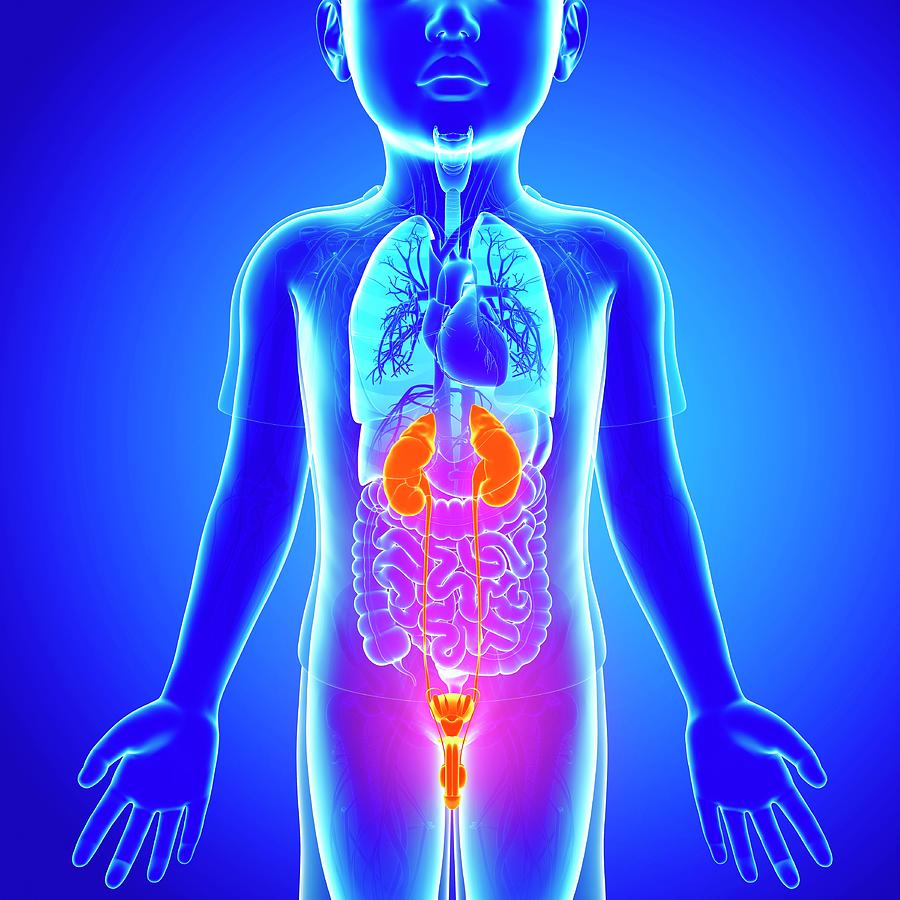 Child's Urinary System Photograph by Pixologicstudio/science Photo ...