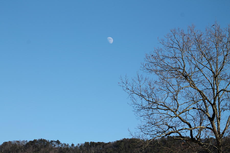 Chilhowee Mountain Top View Photograph by Robin Vargo - Fine Art America