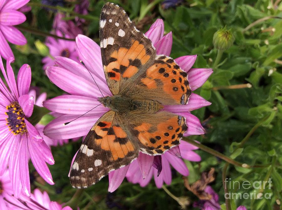 Chill bug Photograph by Aaron Swenson - Pixels