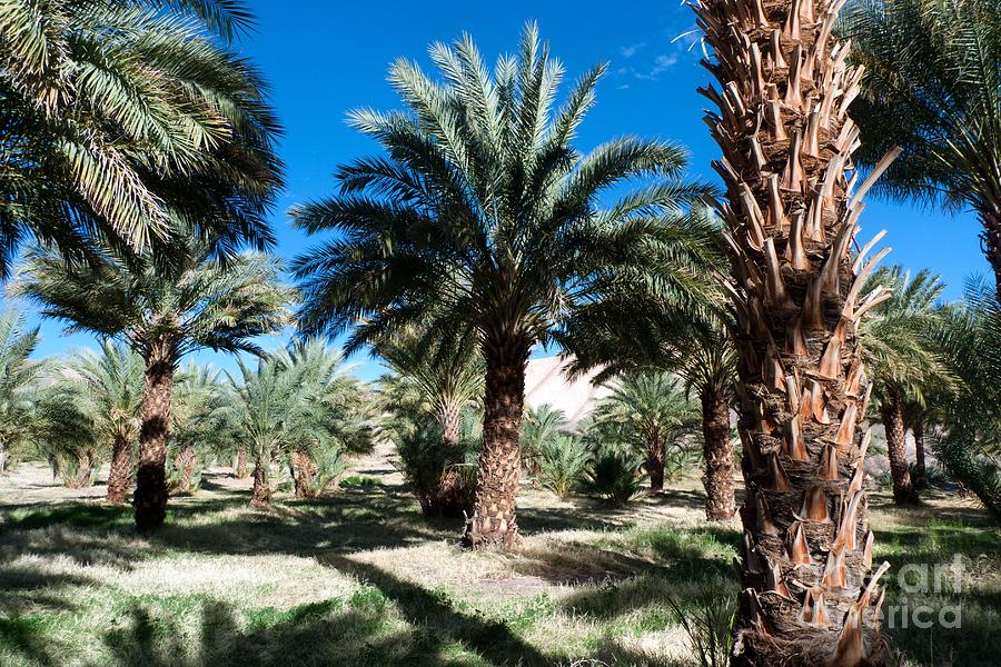 China Ranch 2 Photograph by John Brooks - Fine Art America