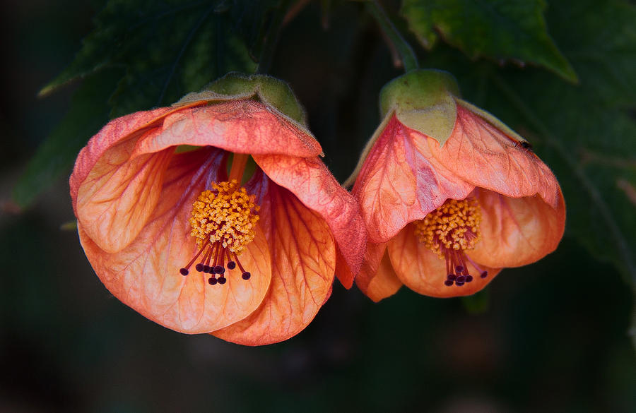 Chinese Bell Flower Photograph by Robert Dingwall - Pixels