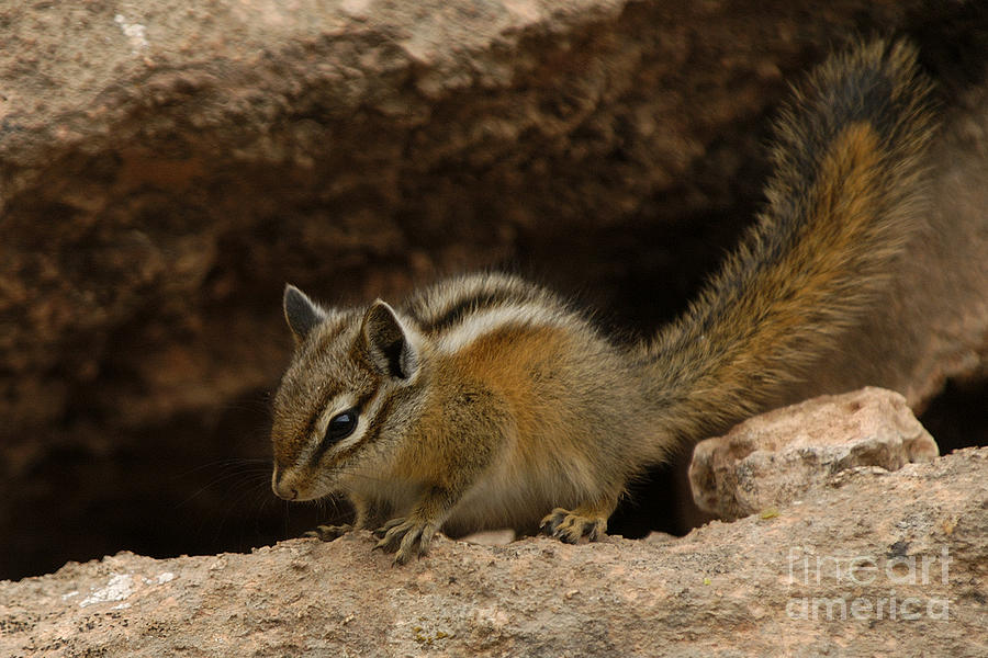 Chipmonk Photograph by Richard Patrick - Fine Art America
