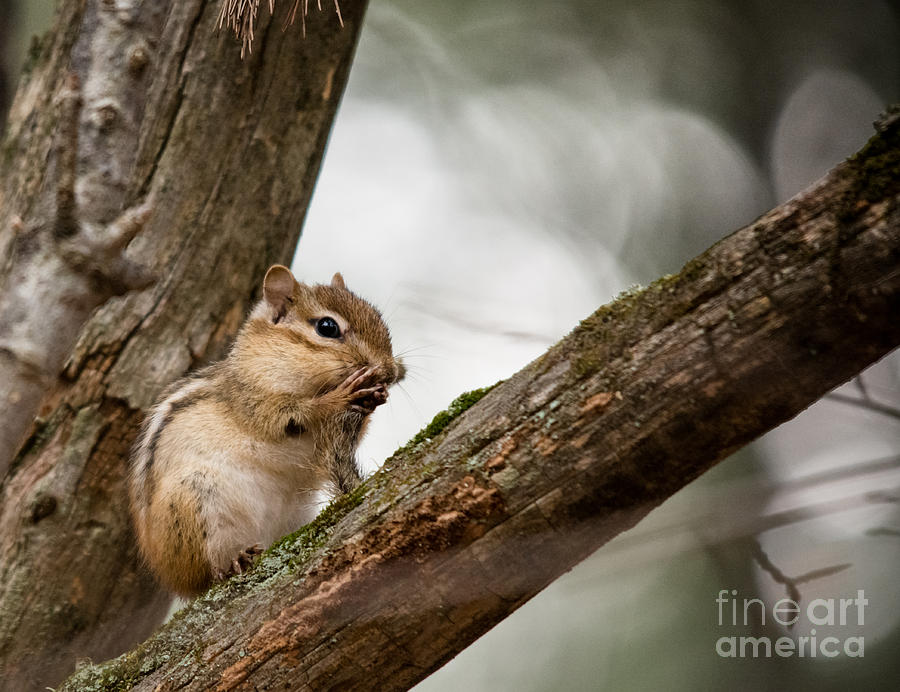 Chipmunk bath Photograph by Cheryl Baxter - Fine Art America