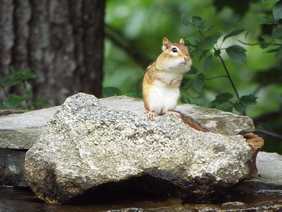 Chipmunk Cheeks Photograph by Cheryl King - Fine Art America