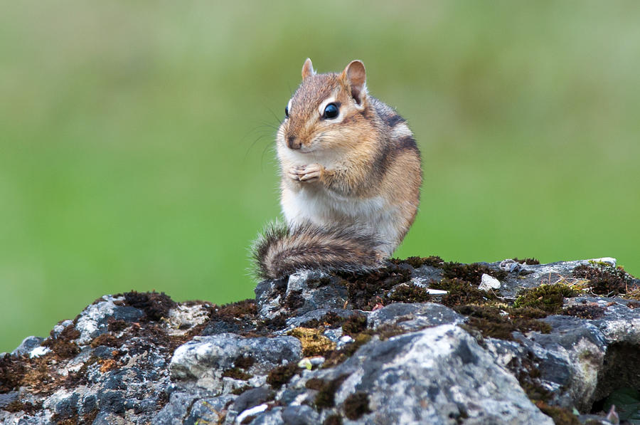 Chipmunk Pose Photograph by Richard Kitchen - Fine Art America