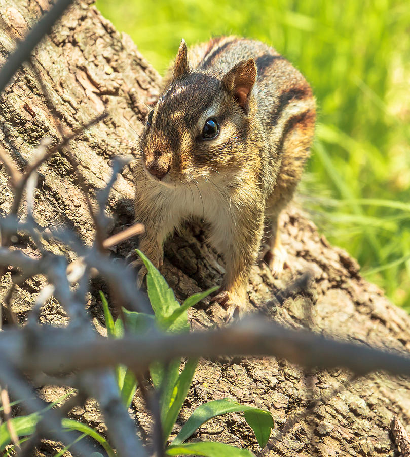 Staring Chipmunk