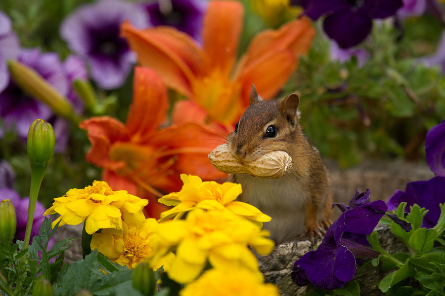 Chippy Photograph by Michael Byrnes - Fine Art America