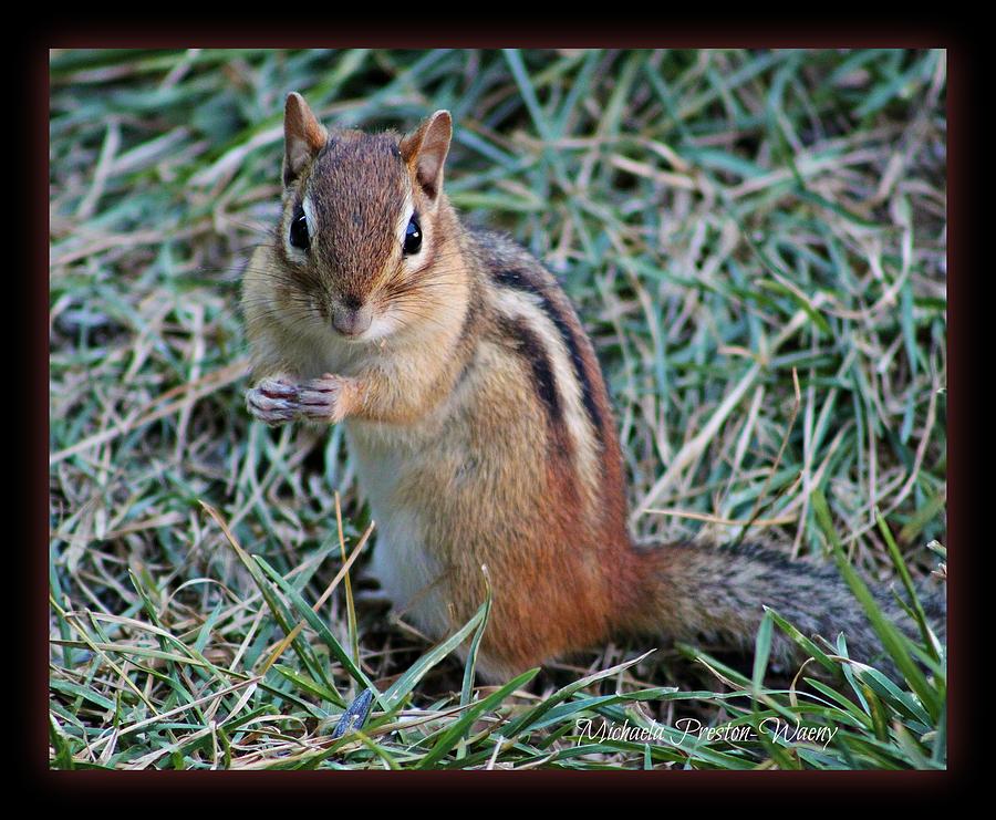 Chippy Photograph by Michaela Preston - Fine Art America