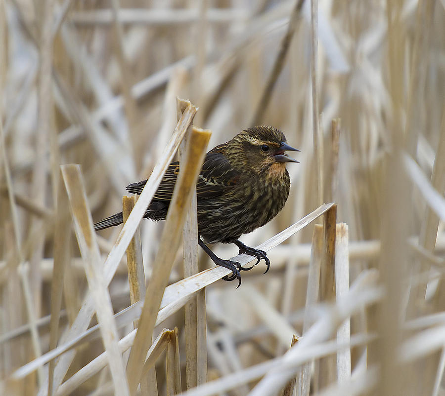 Chippy Photograph by Patrick Forster - Fine Art America