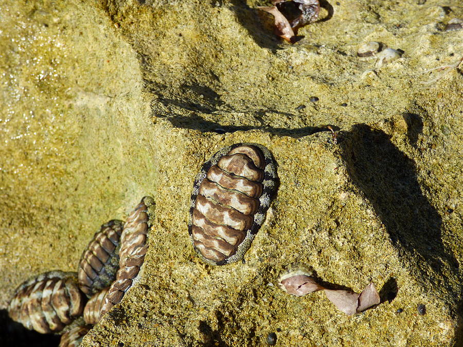 Chitons - 2 Photograph by Michaela Perryman - Fine Art America