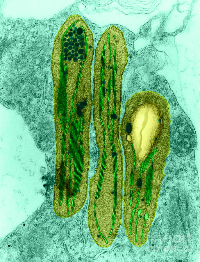 Chloroplasts Tem by David M. Phillips