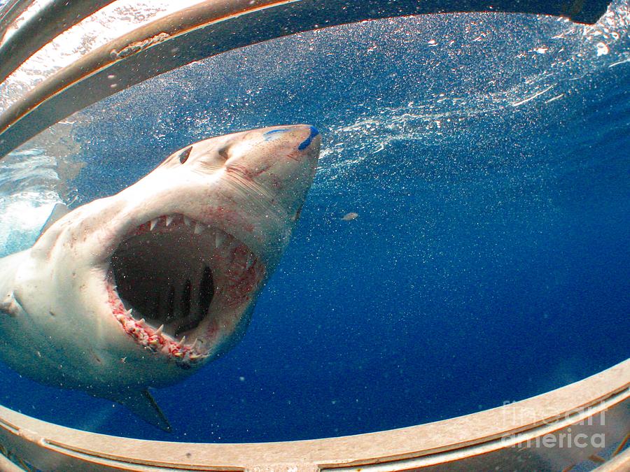 Chompy Photograph by Crystal Beckmann - Fine Art America