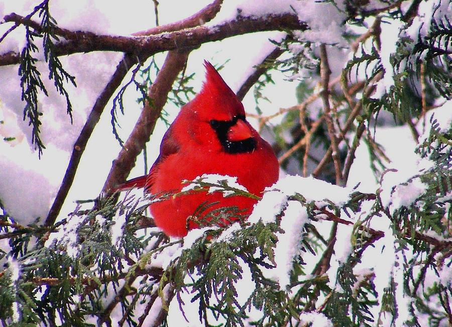 Christmas Cardinal Photograph by William Fox - Fine Art America