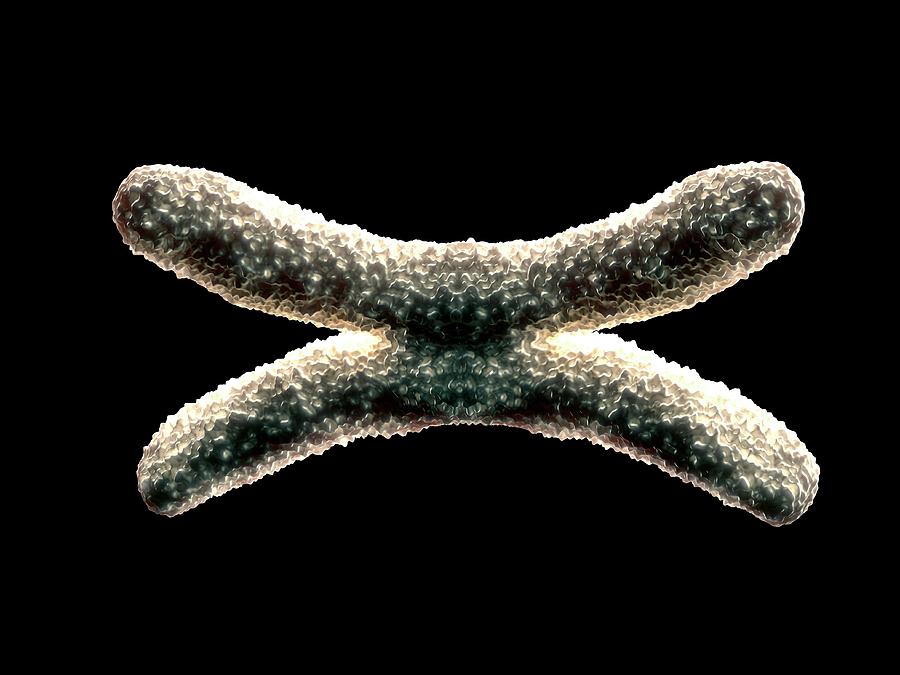 Chromosome by Science Photo Library