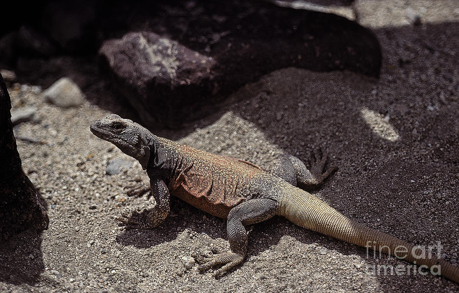 Chuckwalla Photograph by Howard Stapleton | Fine Art America