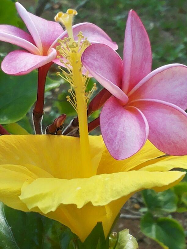 Chula Photograph by Isaac Leal - Fine Art America