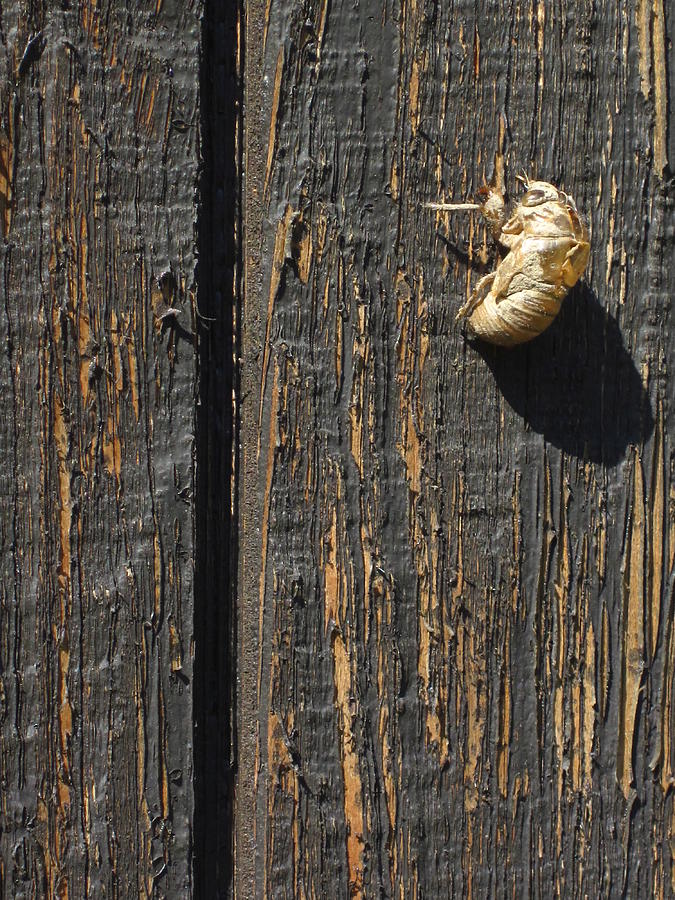 Cicada Shell Photograph by Guy Ricketts | Fine Art America