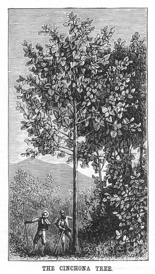 Cinchona Tree, 1878 Photograph by Granger - Fine Art America