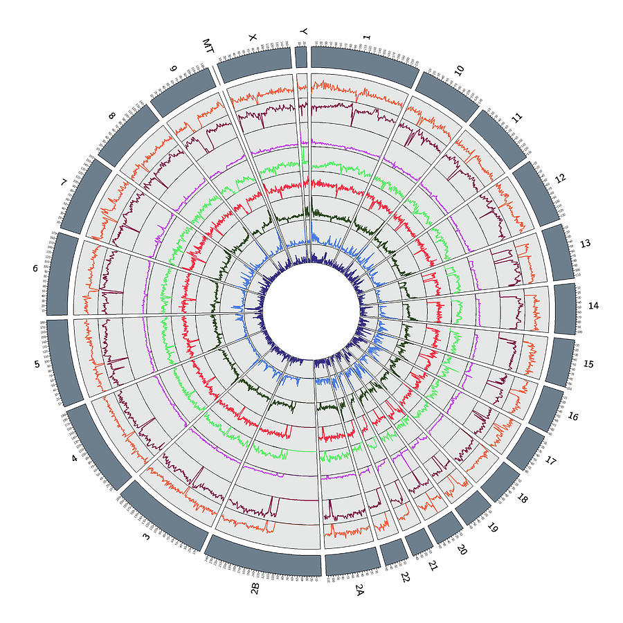Genome Map