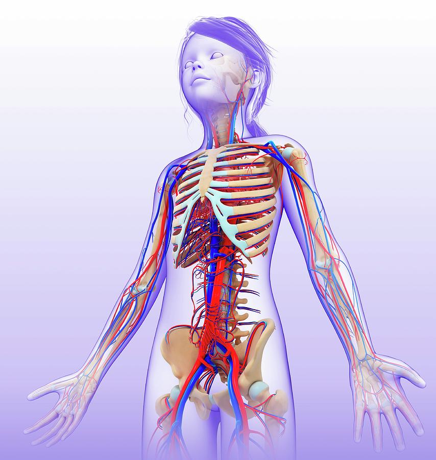 Circulatory System by Science Photo Library
