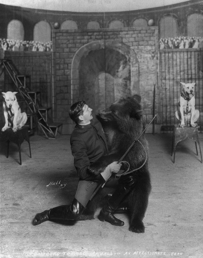 Circus Bears, C1903 Photograph by Granger - Pixels