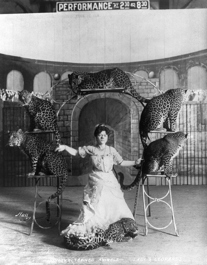 Circus Leopards, C1903 Photograph by Granger - Fine Art America