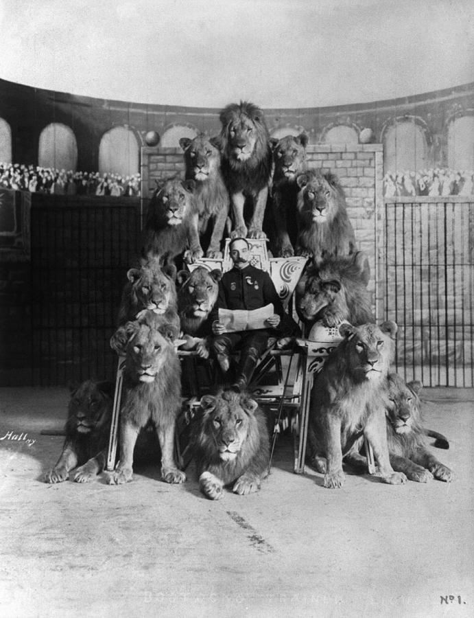 Circus Lions, C1903 Photograph by Granger - Pixels