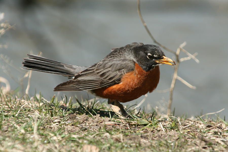 City Robin Photograph by David E Freeman - Fine Art America