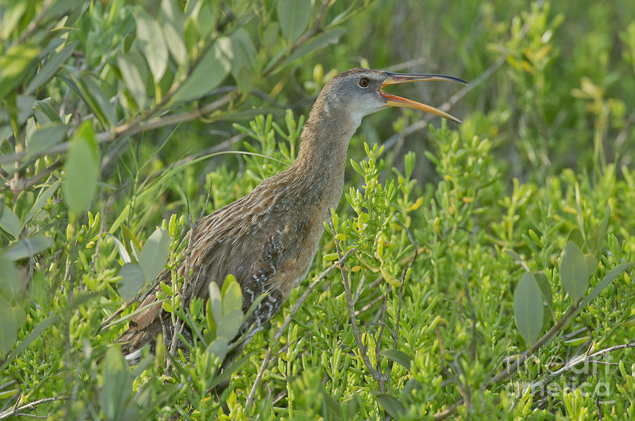 Clapper Rail Photograph by Anthony Mercieca - Fine Art America