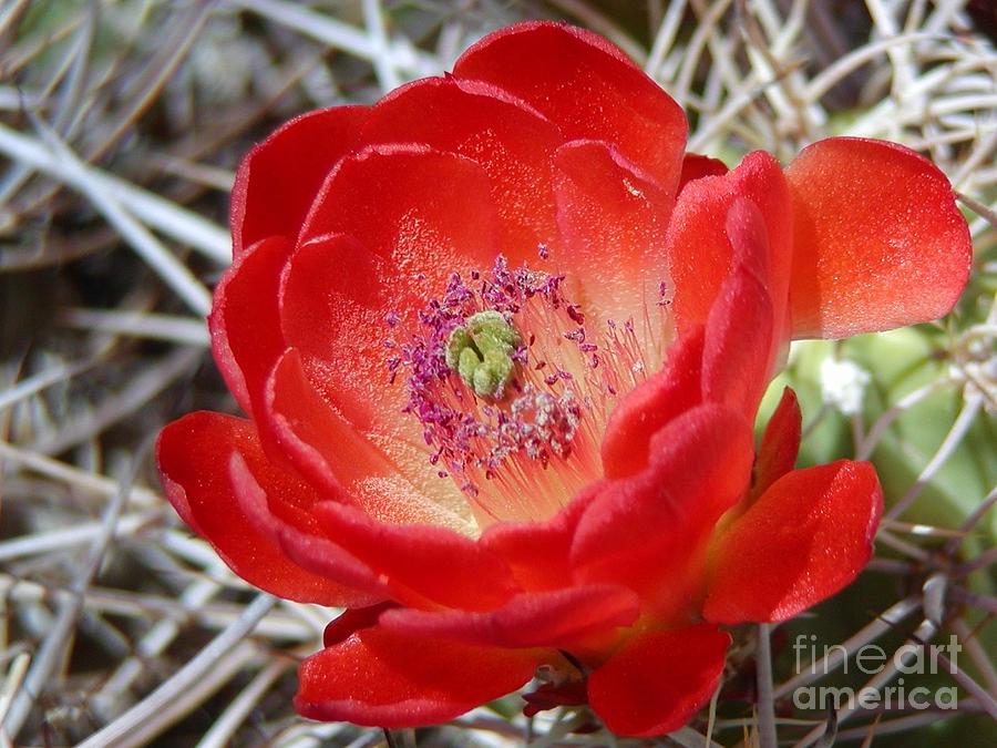 Claret Cup Bloom Photograph by Christine Stack - Fine Art America