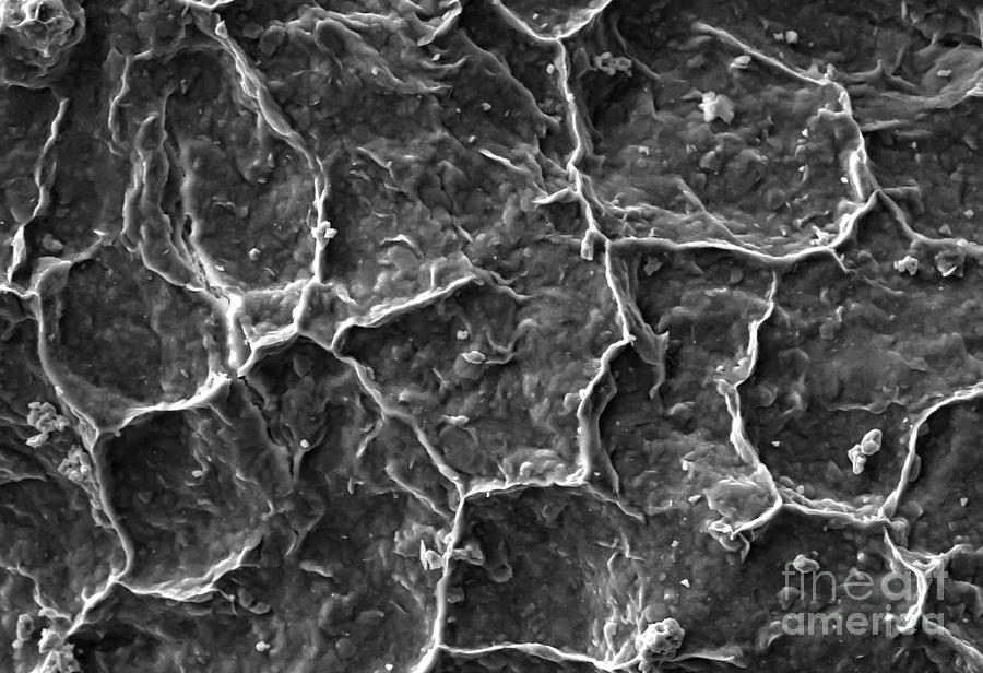 Clay, Sem Photograph by Patrick Landmann - Fine Art America