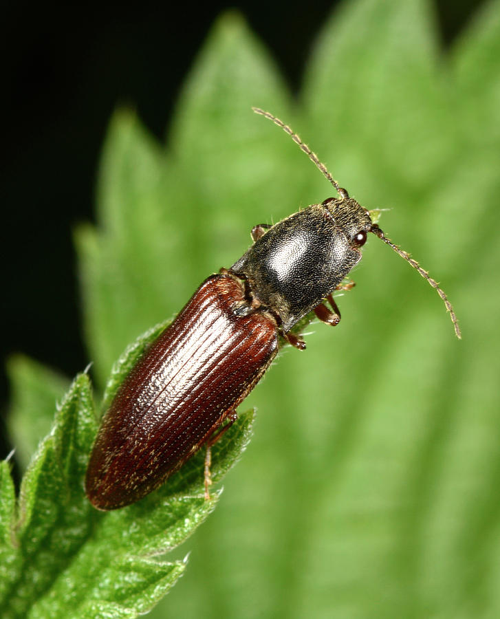 Click Beetle Photograph by Nigel Downer/science Photo Library - Fine ...