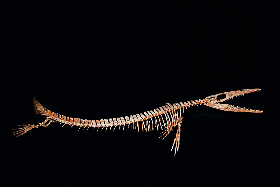 Clidastes Propython Marine Lizard Photograph by Millard H. Sharp - Fine ...