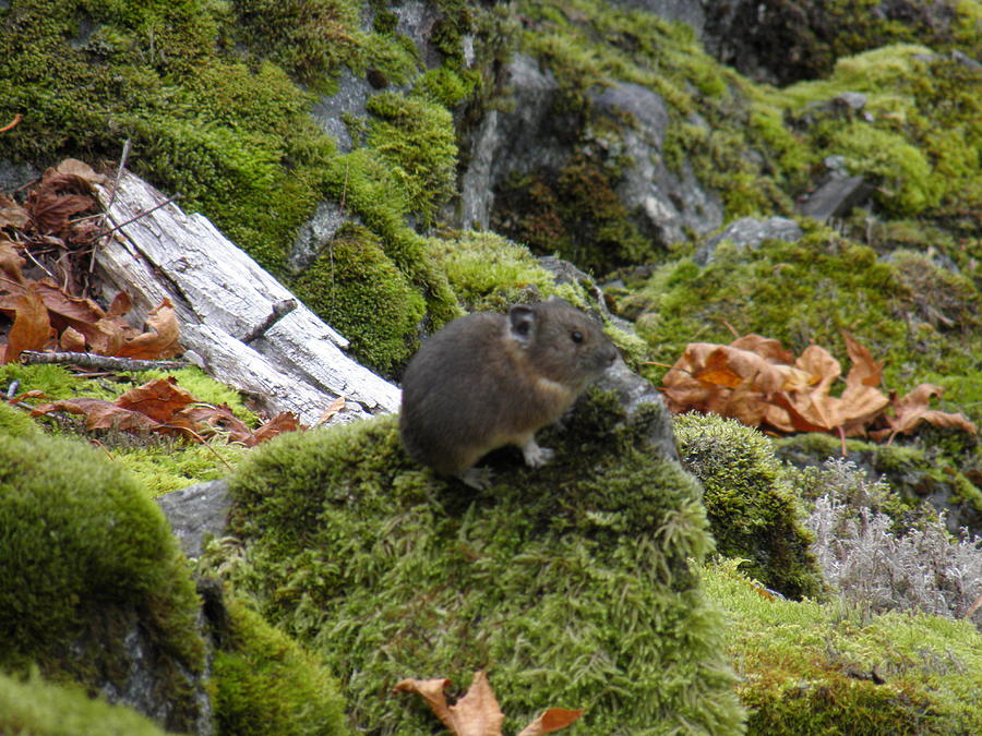 Cliff Mouse Photograph by Charles Vana - Fine Art America