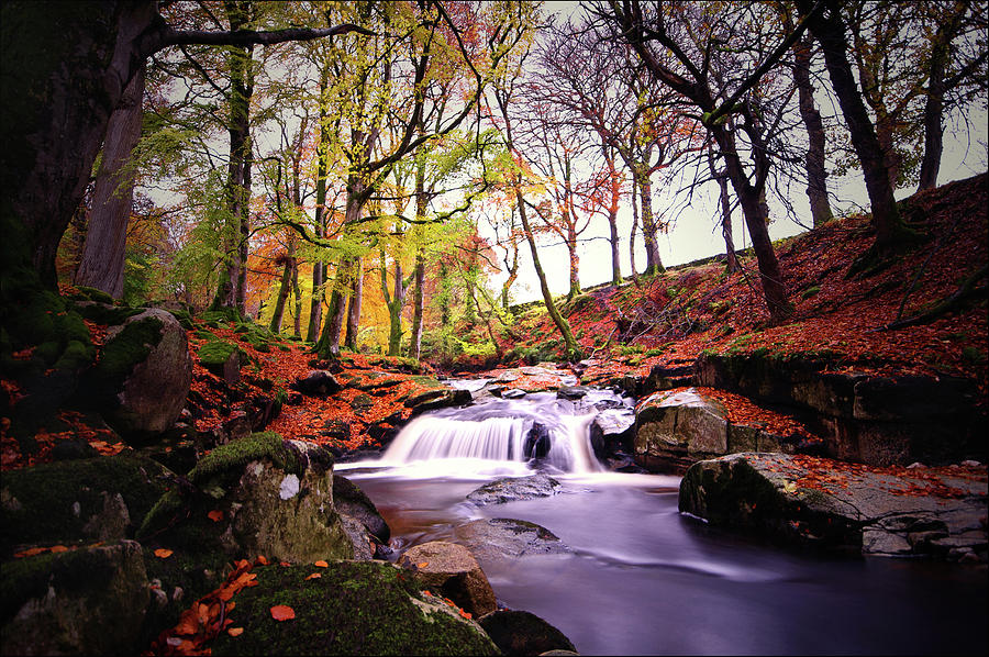 Cloghleagh Woods Photograph by Black Hill Images - Fine Art America