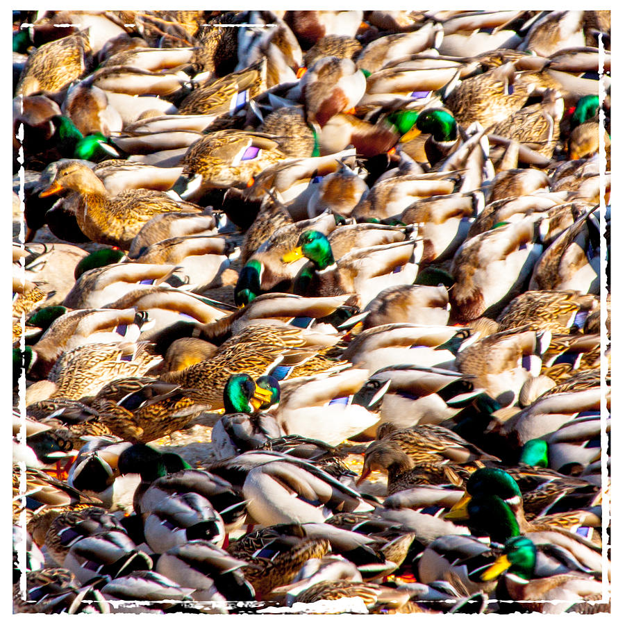 Close Formation Photograph by Ralph Keating - Fine Art America