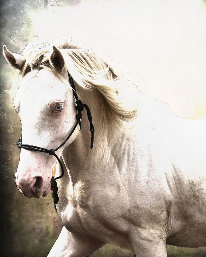 Cloud Photograph by Cindy Smith - Fine Art America