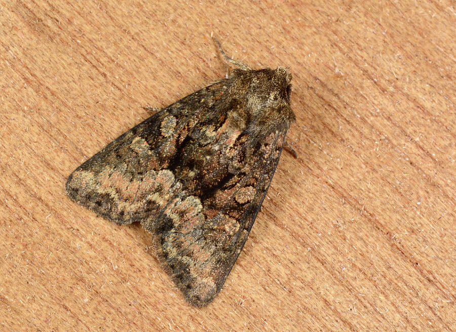 Clouded Brindle Moth by Science Photo Library