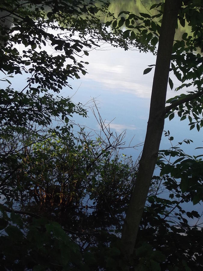 Clouds Reflection Between Trees Photograph by Michelle Vella - Fine Art ...