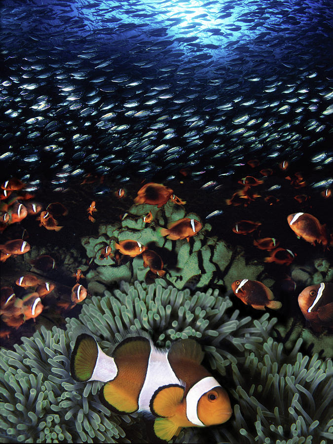 Clownfish - Corals Photograph by Per-Andre Hoffmann - Fine Art America