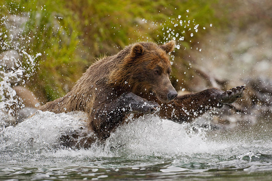 Coastal Brown Bear Sow Fishing At Kinak Photograph by Kent Fredriksson ... Coastal Brown Bear Sow Fishing At Kinak Photograph by Kent Fredriksson ...