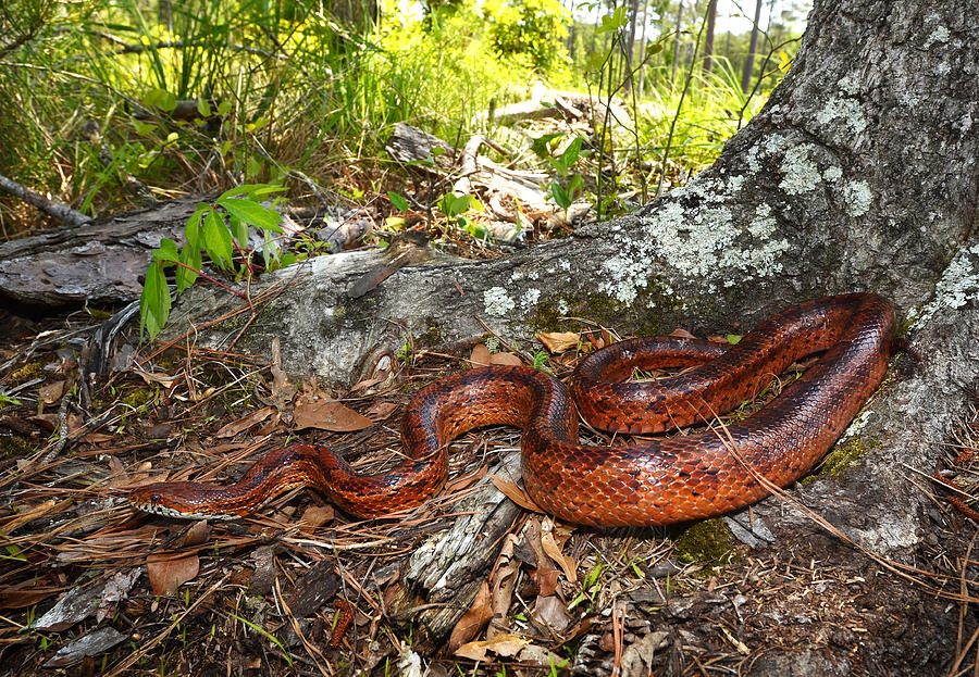 Coastal Corn Snake Photograph by Eric Abernethy - Pixels