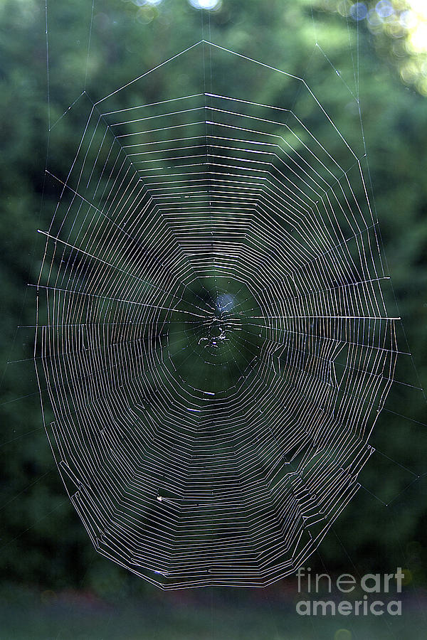 Cobweb Photograph by Bernard Jaubert - Fine Art America