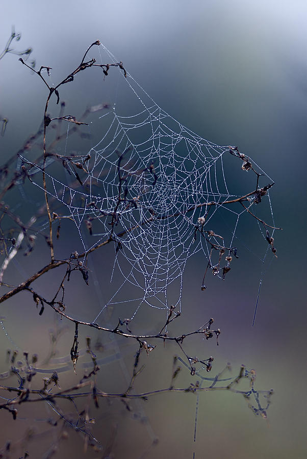 Cobweb Photograph by David De franceschi - Pixels