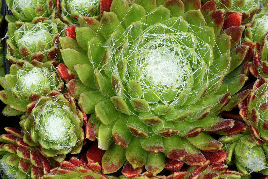 Cobweb Houseleek Photograph by Nigel Downer - Fine Art America