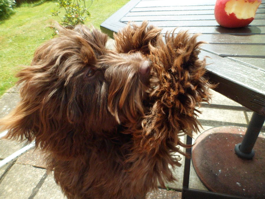 Cockapoo jumping up table after the apple Photograph by Anthony Mears ...